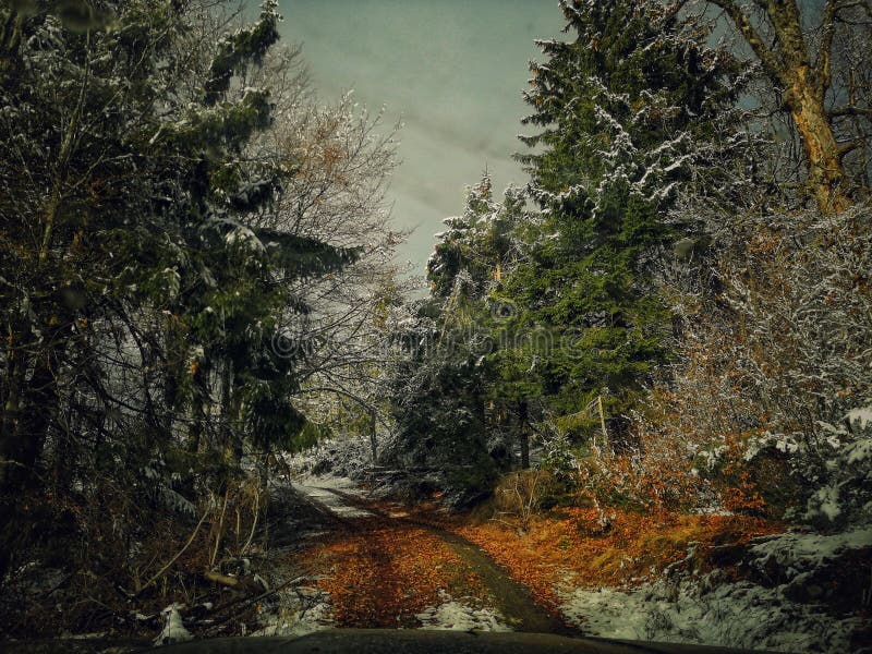 Road on the Forest Ice Gren Stock Image - Image of water, leaf: 233741071