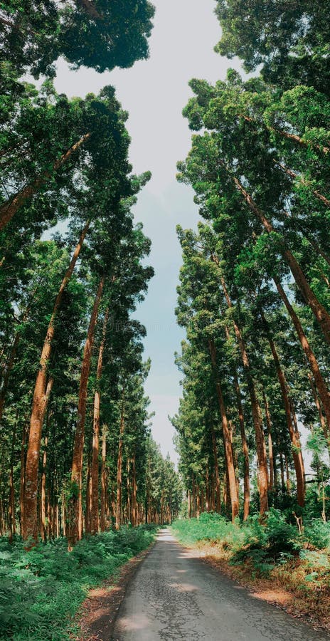 Road in the Forest stock image. Image of travel, hutan - 234827677