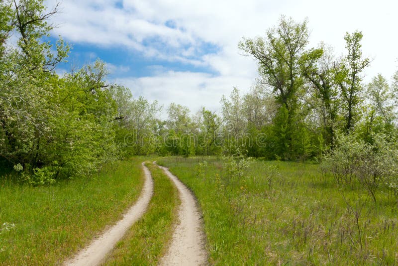 Road in forest stock photo. Image of forest, land, scene - 30768178