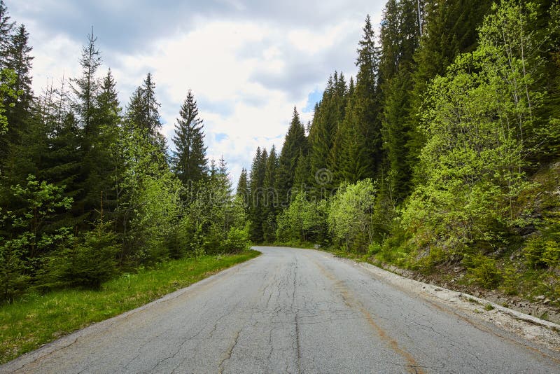 Road through the forest stock photo. Image of beautiful - 94499710