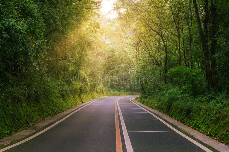 Forest Road Sun Beams and Rays Stock Photo - Image of leaves, road ...