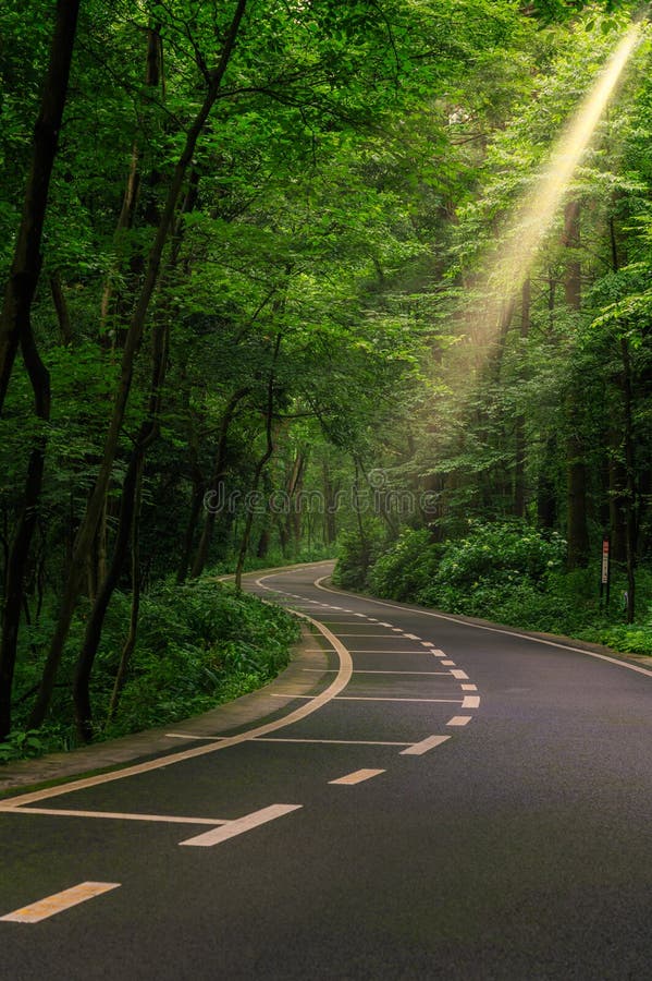 Forest Road Sun Beams and Rays Stock Image - Image of leaves, yellow ...