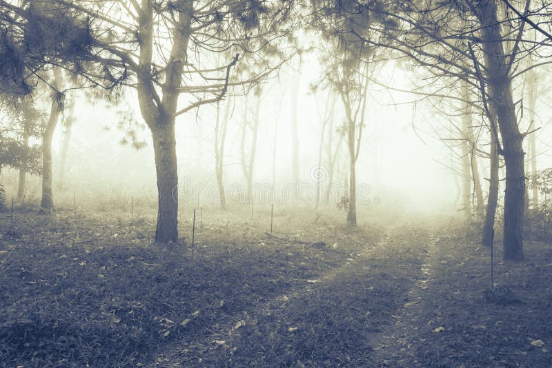 Forest in the Mist stock photo. Image of season, shade - 109168672