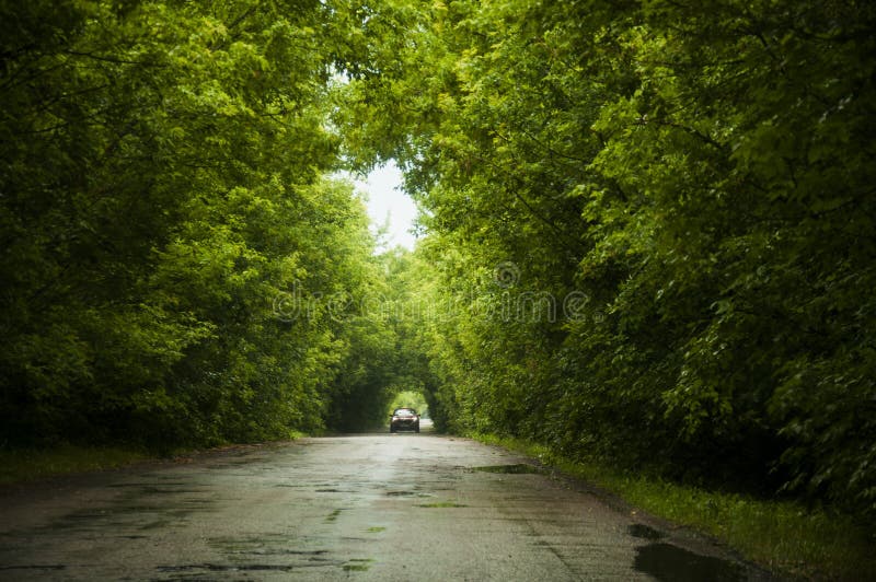 This Charming Forest stock image. Image of eyes, magnificent - 122283579