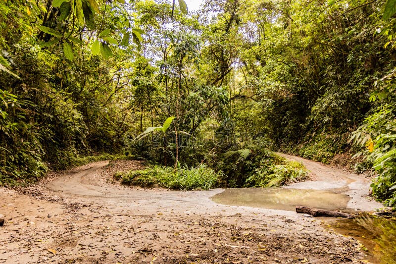Road in a Forest Near Minca, Colomb Stock Photo - Image of wood ...