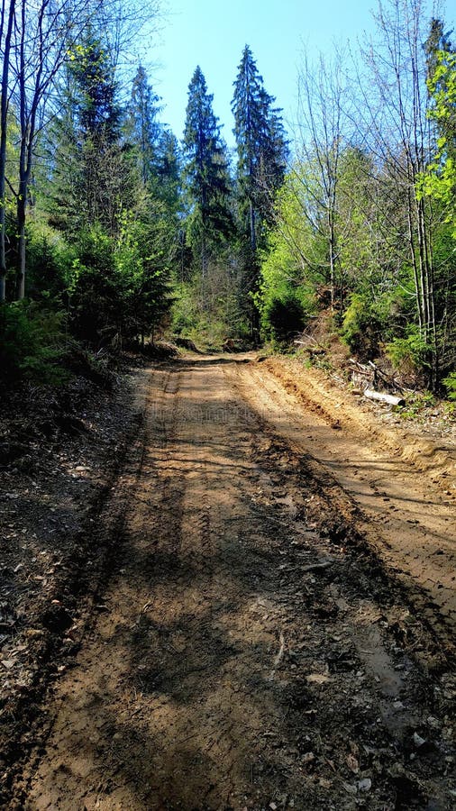 Road in the Forest, Off-road, Dirt Road Stock Photo - Image of forest ...