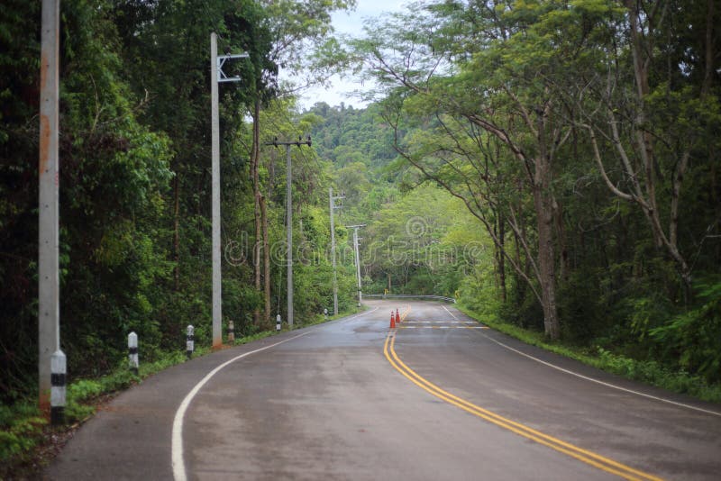 Road and forest stock photo. Image of beauty, pang, woods - 79773106