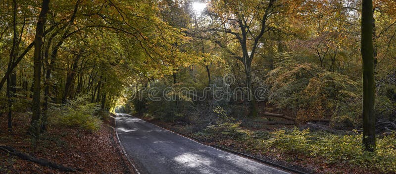 Road through Forest stock image. Image of countryside - 202542329