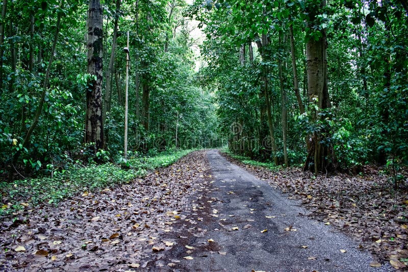 Road through the Forest a Pathway in the Forest Stock Image - Image of ...