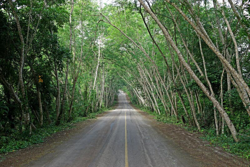 Road through a forest stock photo. Image of peaceful - 64245668