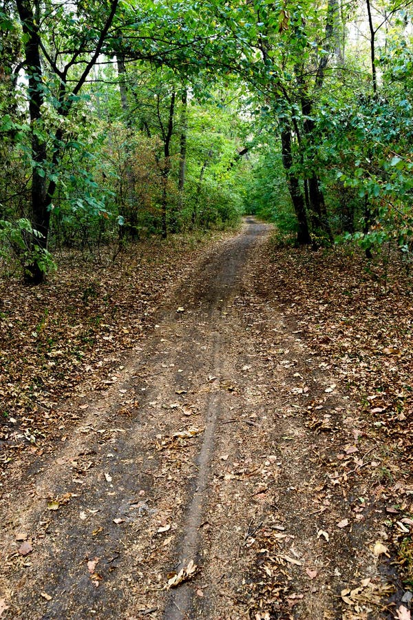 Road in the forest stock image. Image of tree, journey - 89470341