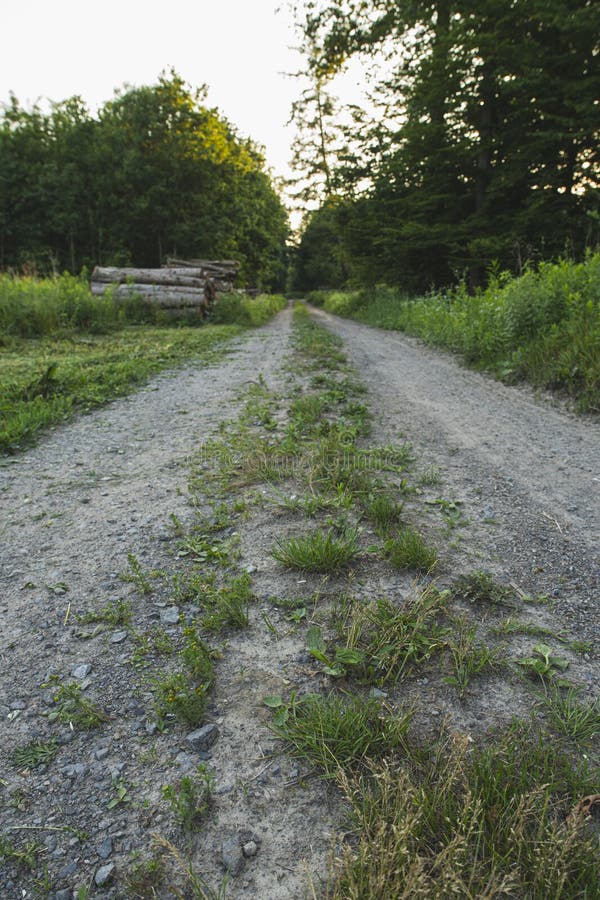 A Road through the Forest with a Pile of Wood on the Side of the Road ...