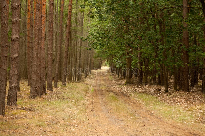 Road in a Forest of Pine Trees Stock Image - Image of woods, outdoors ...