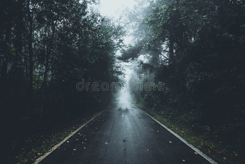 The Road into the Forest in the Rainy Season Stock Photo - Image of ...