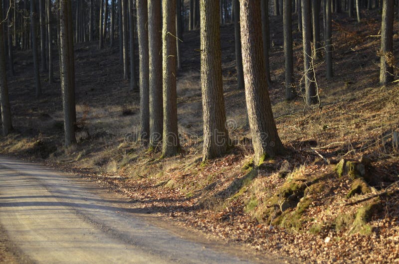 Road in the forest stock photo. Image of winter, trees - 83622328