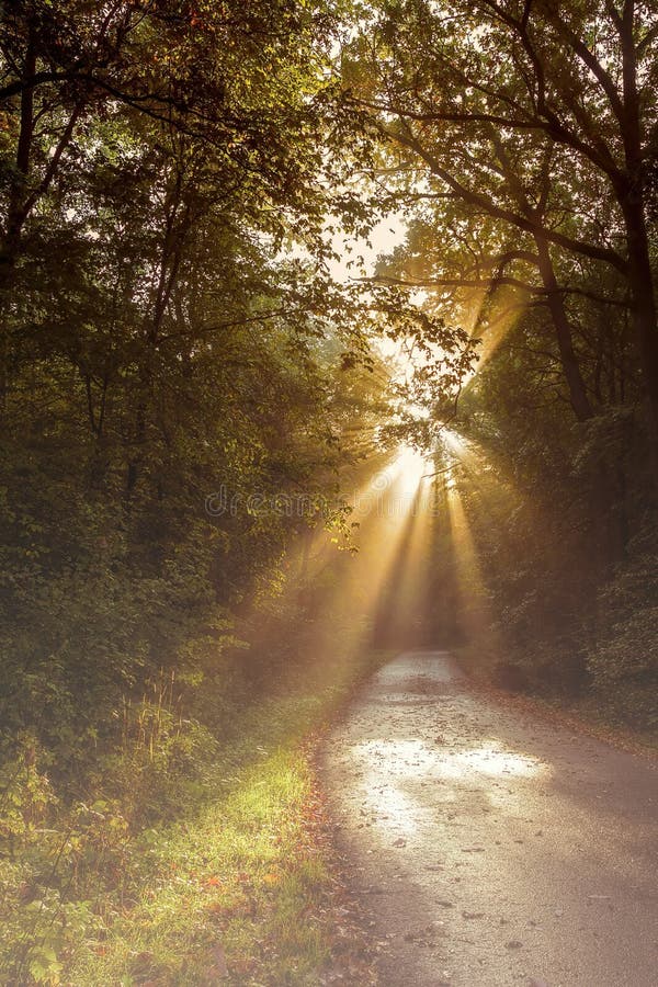 Road through the Forest, the Rising Sun Shines through the Trees Stock ...