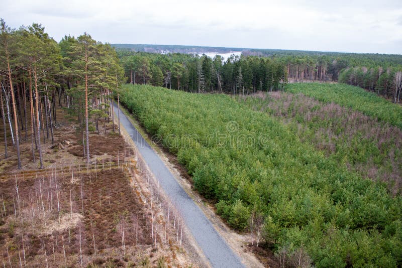 The Road through the Forest Seen from Above Stock Photo - Image of ...