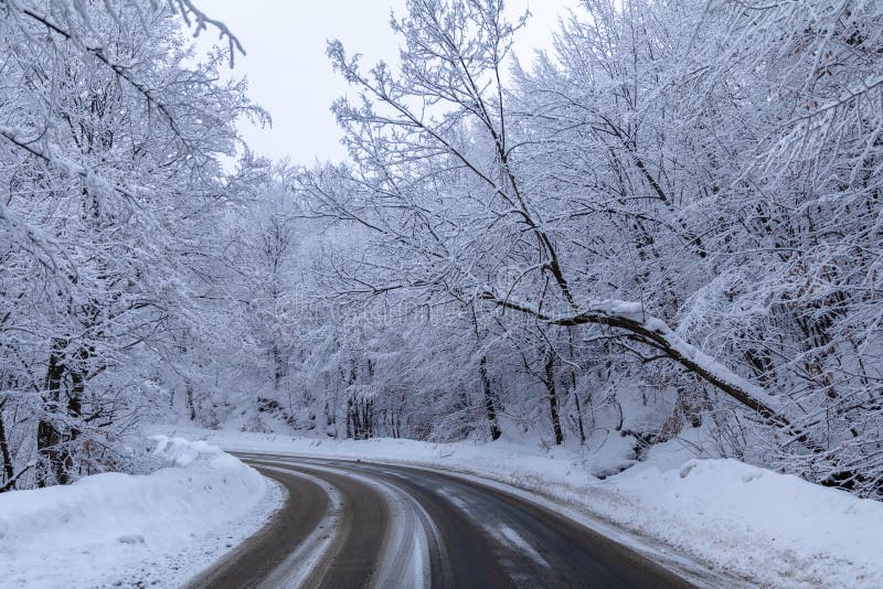 The Road through the Forest among Snow Covered Trees Stock Photo ...