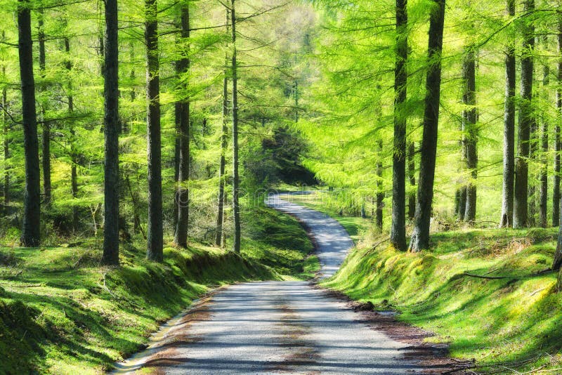 Road in the Forest at Spring Stock Image - Image of road, light: 70887805