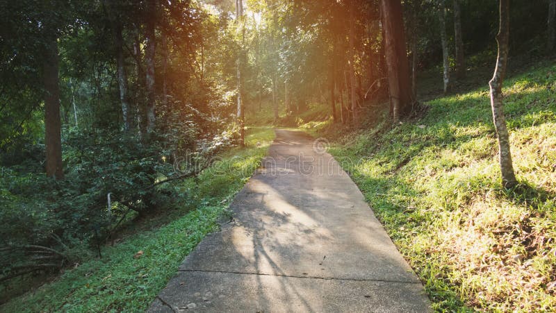 Road in the Forest in Spring Time Stock Photo - Image of countryside ...