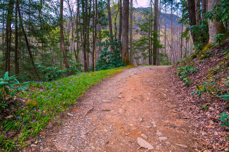 Road in Forest at Springtime Stock Photo - Image of natural, nature ...
