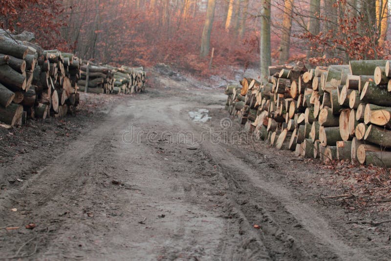 Road in Forest with Stacks of Wood Stock Image - Image of natural ...