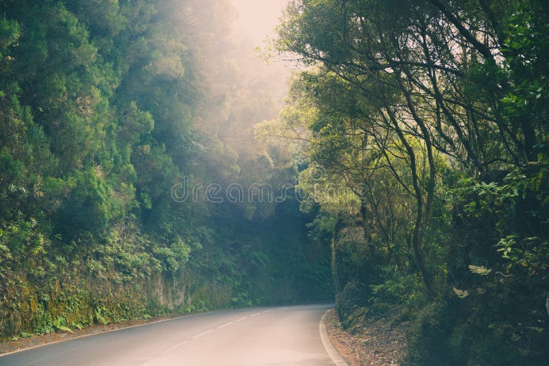 Road through Forest, Street in Forest Landscape , Vintage Style Stock ...
