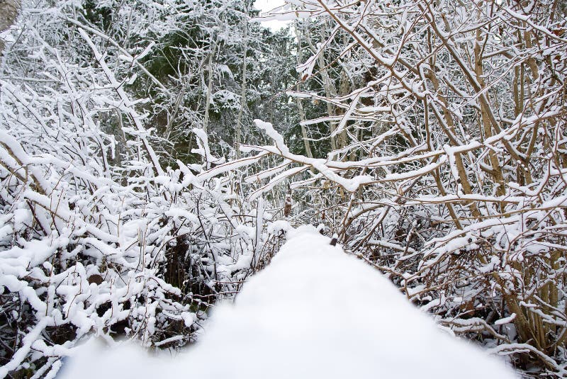The Road among the Forest during a Strong Snow Storm. Scandinavia ...
