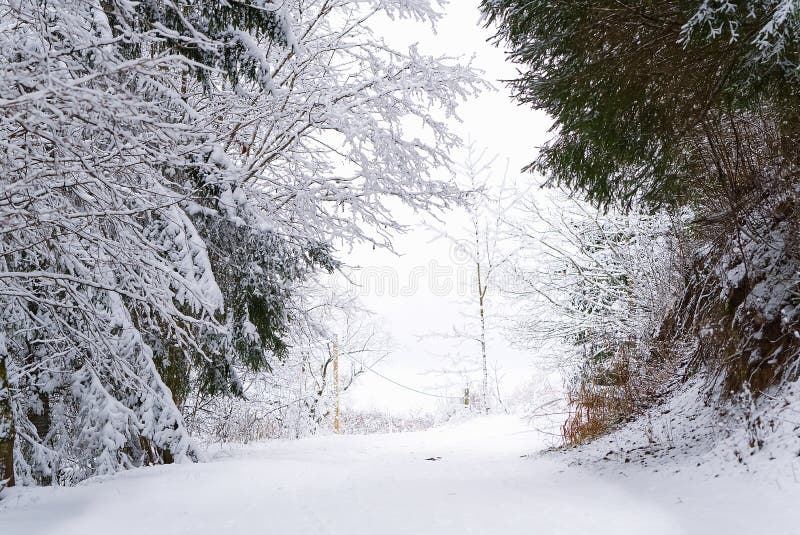 The Road among the Forest during a Strong Snow Storm. Scandinavia ...