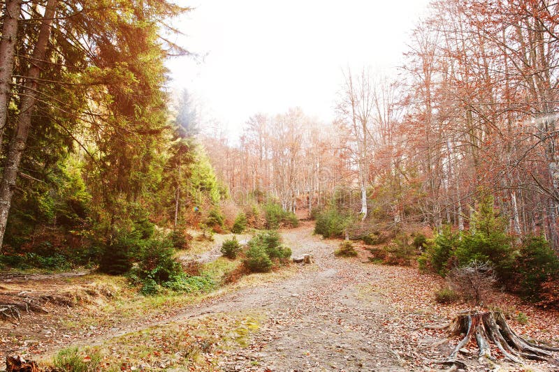Road on Forest with Stump and Evergreen Trees in Autumn Stock Photo ...