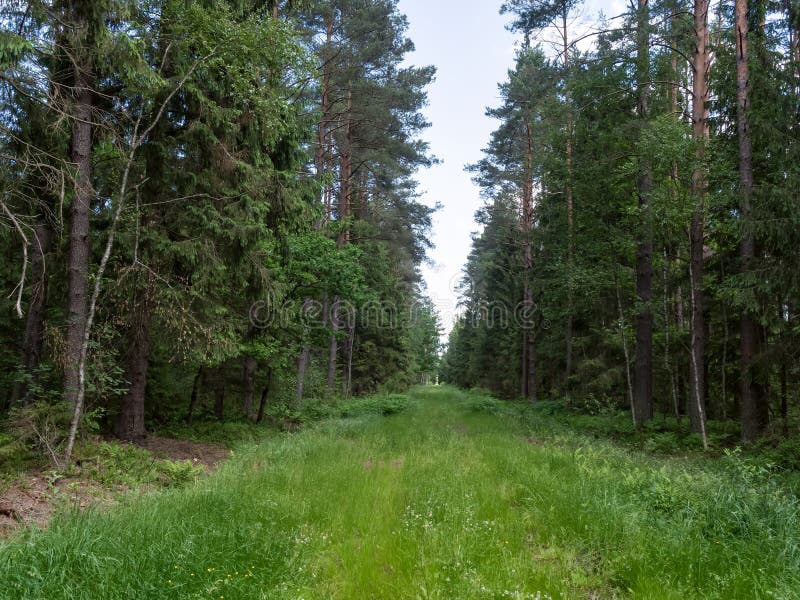 Road in the Forest in Summer, Forest Path Stock Photo - Image of ...