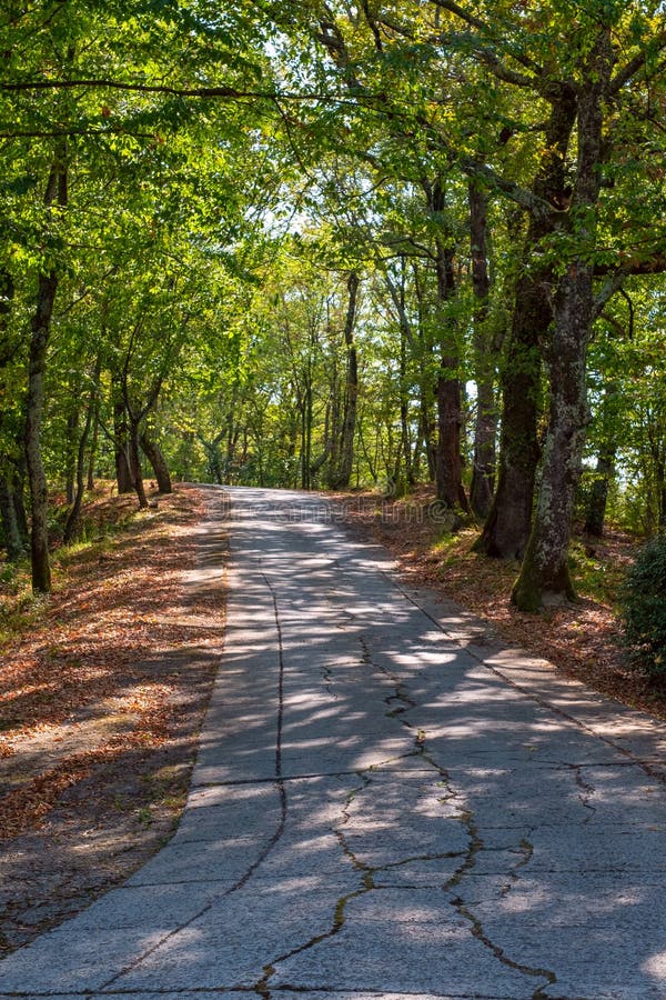 Road in the Forest on a Sunny Day. Shadows on the Forest Path Stock ...
