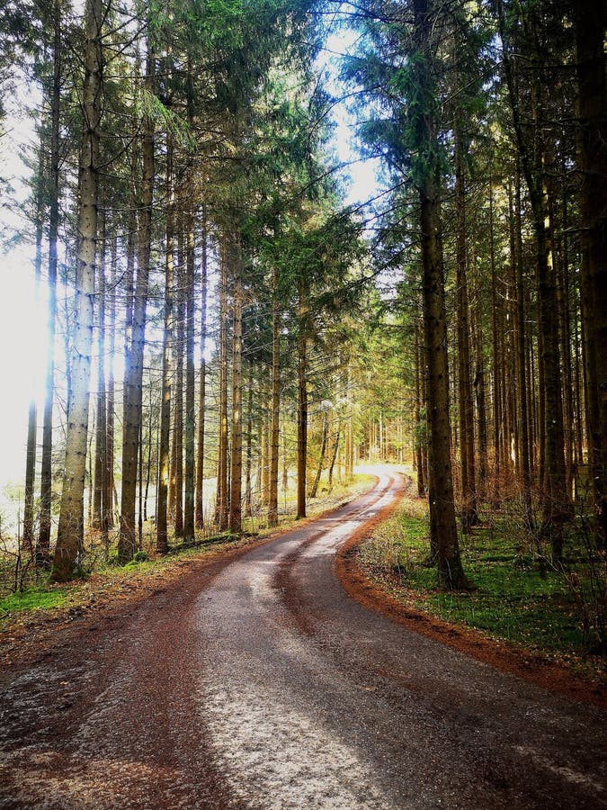 Road in Forest, Sunrays, Location is Black Forest Stock Image - Image ...