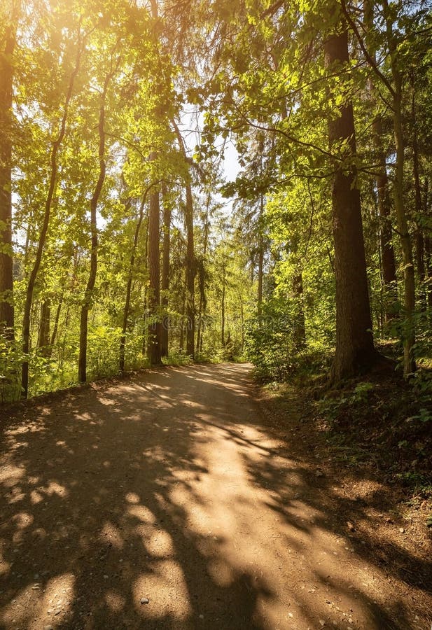 Road through the Forest at Sunset Stock Image - Image of wood, route ...