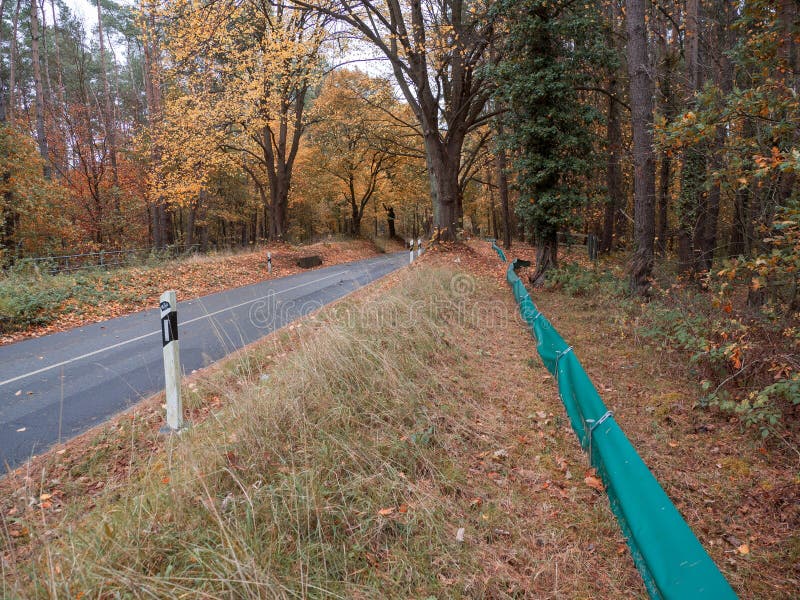 Between Road and a Forest There is a Green Fence To Protect Frogs and ...