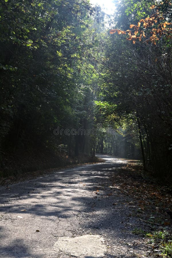 Road in a Forest with a Tree Canopy Above it and Sunbeams Passing ...