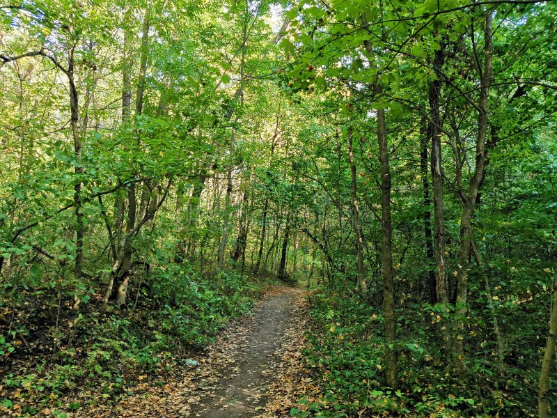 Road in the forest stock image. Image of landscape, leaves - 160322011