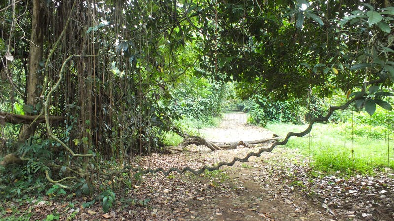 Road in the Forest, West Java Indonesia Stock Image - Image of morning ...
