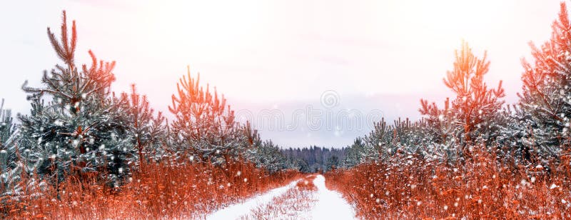 Road in the forest stock photo. Image of snowbound, december - 183044360