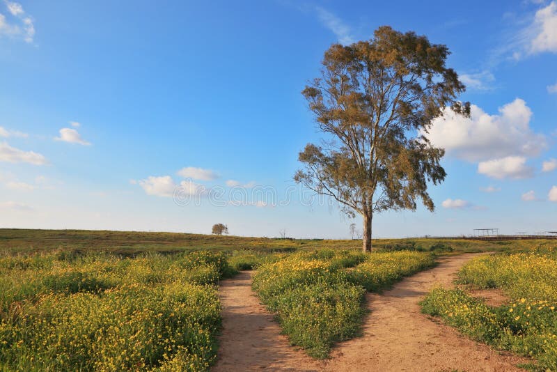 The Road Forks Around a Tree Stock Image - Image of color, green: 27231877