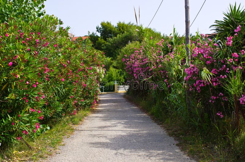 Road and gardens stock image. Image of flowerbed, nature - 52688519