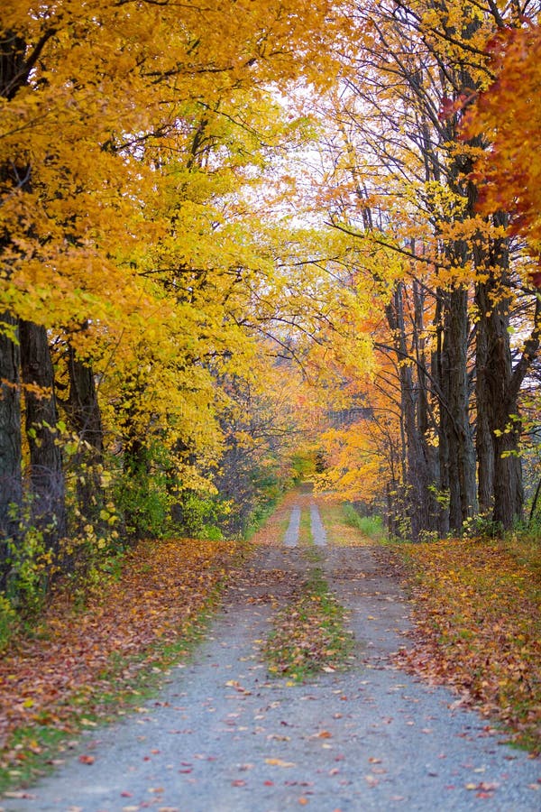 Fall View stock image. Image of canada, asphalt, tree - 100414253