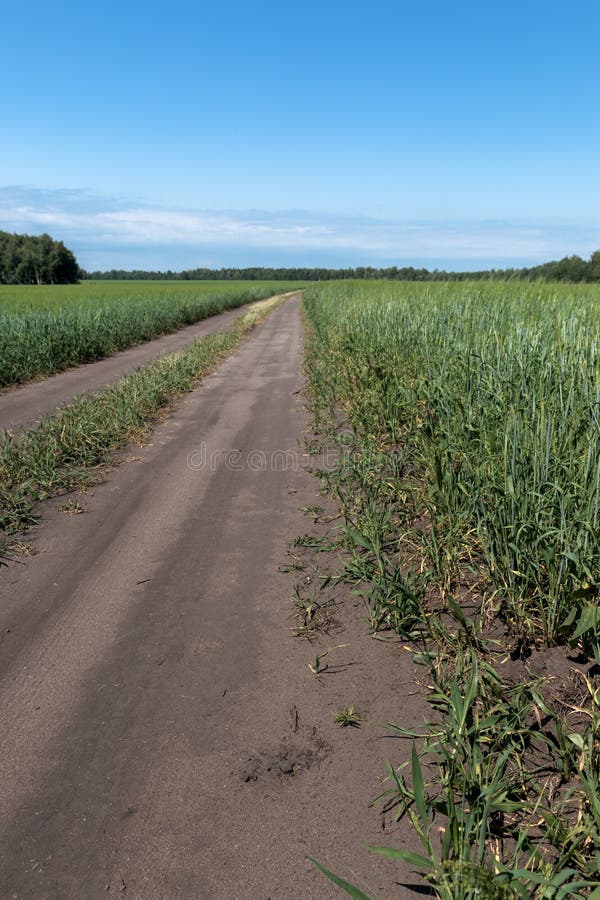 The Road Going into the Distance between Fields Stock Photo - Image of ...