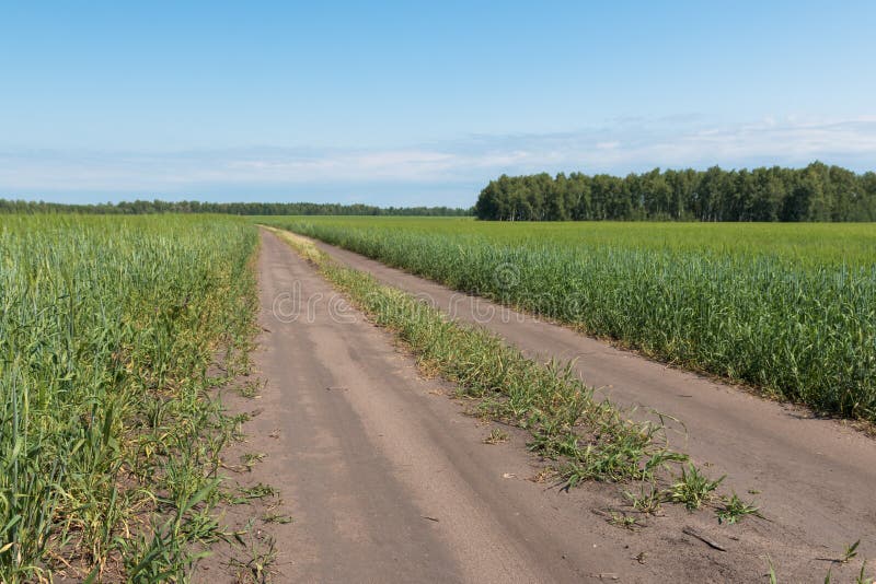The Road Going into the Distance between Fields Stock Image - Image of ...