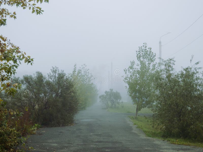 The Road Going into the Distance and the Trees in the Thick Morning Fog ...