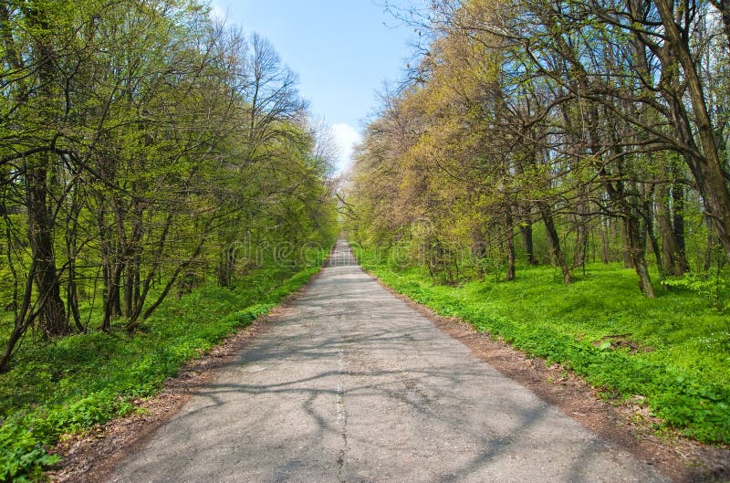 Road Going through the Forest Stock Photo - Image of forest, trees ...