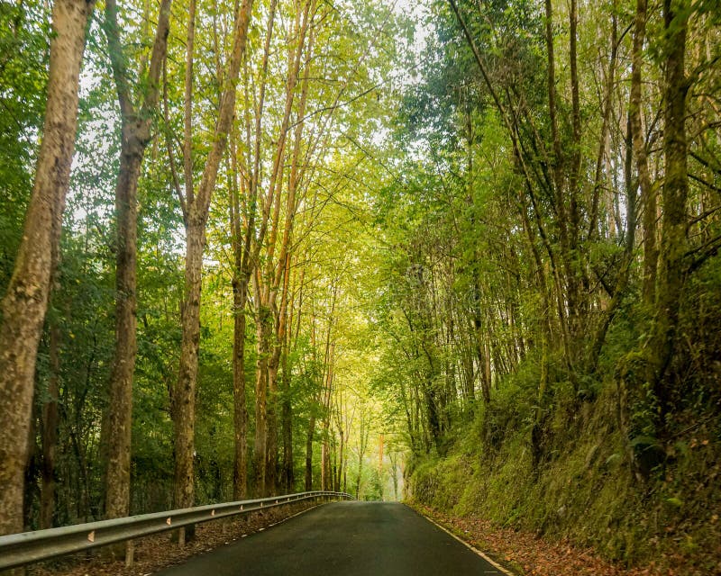 Road Going into the Forest during Autumn Stock Image - Image of forest ...
