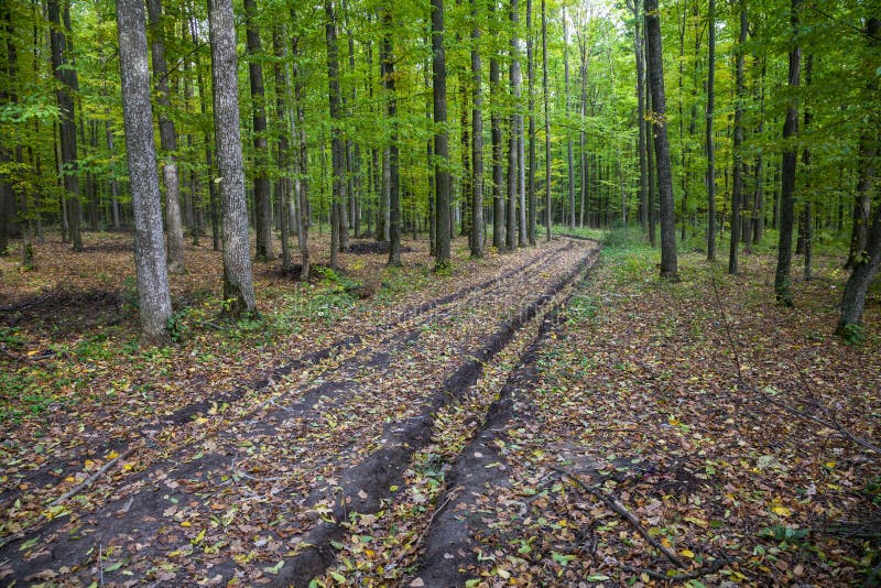 Road Going through the Forest Stock Image - Image of land, track: 140585393