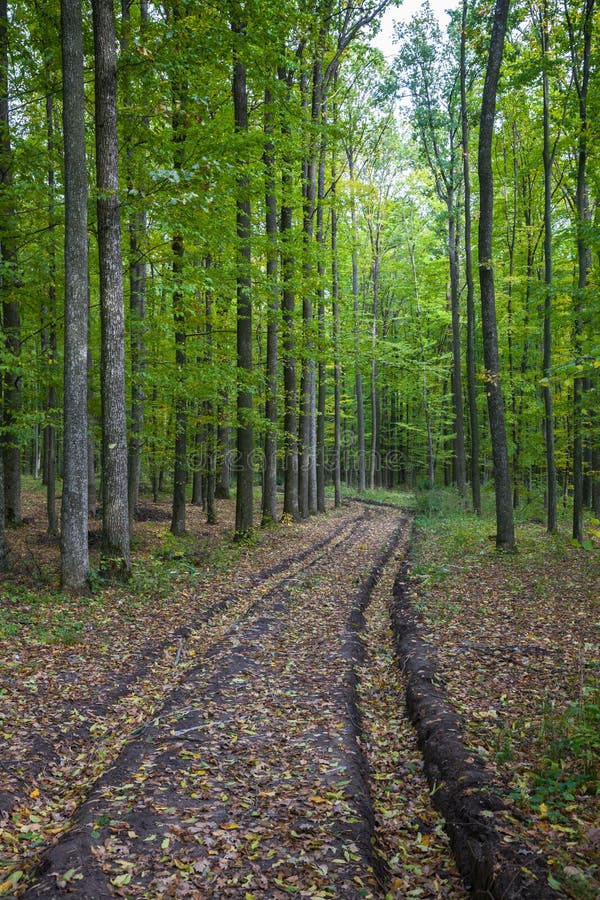 Road Going through the Forest Stock Photo - Image of wood, countryside ...
