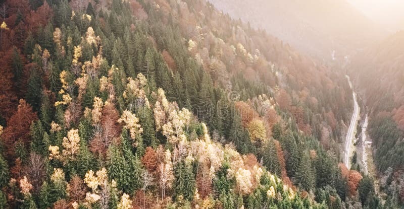 Road going through forest stock photo. Image of pine - 223087292
